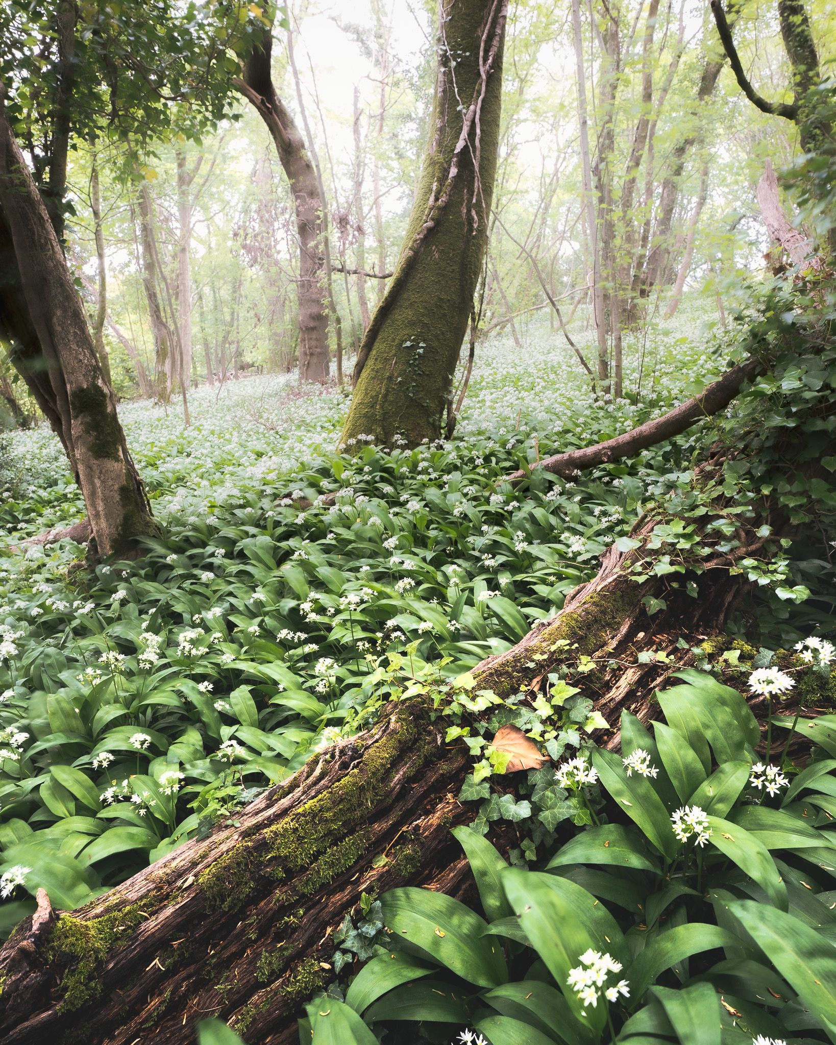 Where are the best bluebell locations near Bristol? - Sam Binding ...